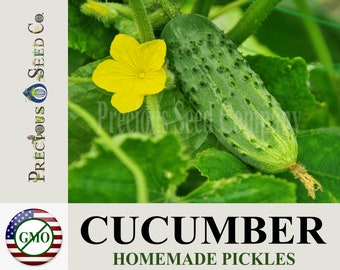 25 Puneri Indian Heirloom Cucumber Seeds Poona Keera - Etsy