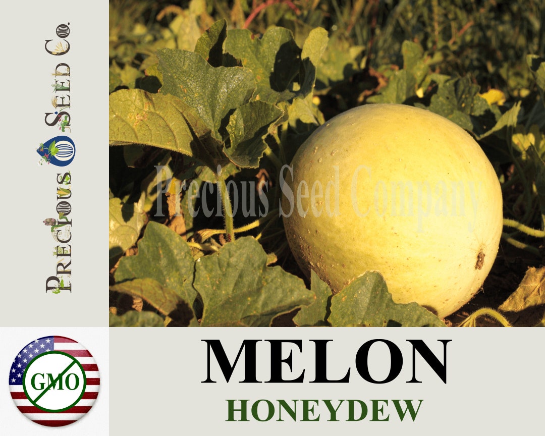 Heirloom Melon Seeds - Green Flesh Honeydew (non-gmo) - Etsy