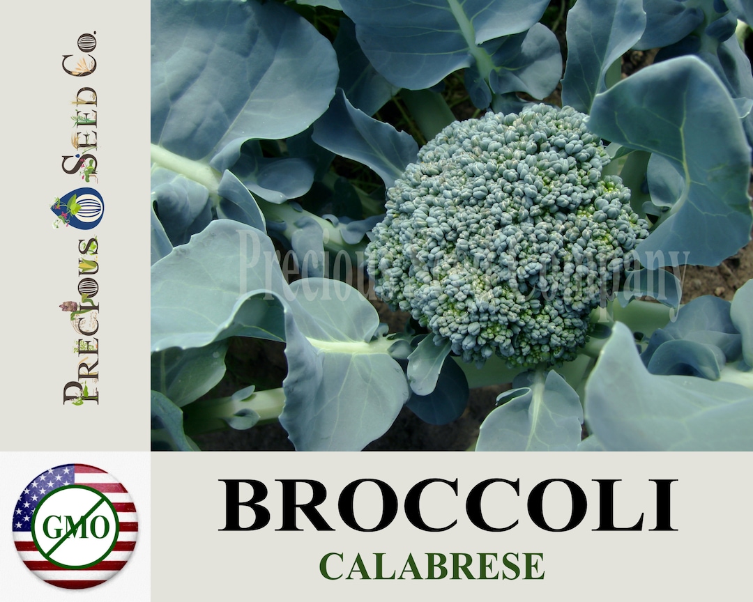 Heirloom Broccoli Seeds - Calabrese (non-gmo) - Etsy