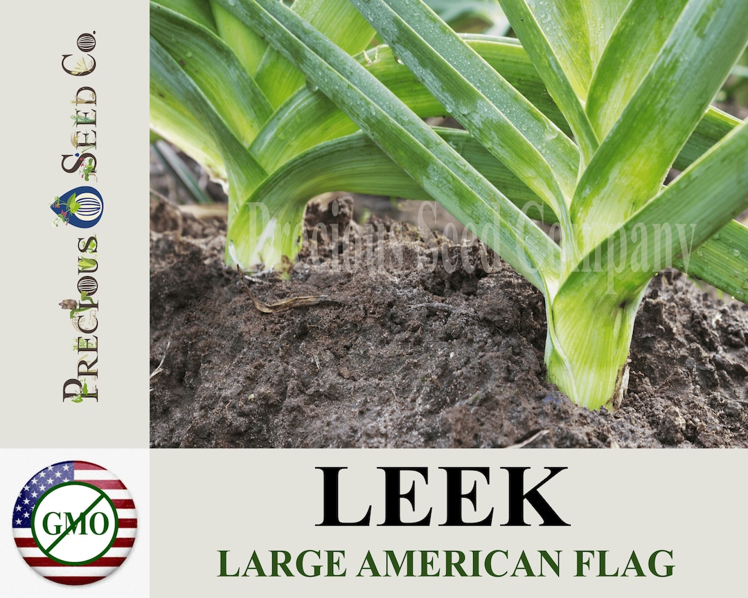 Heirloom Leek Seeds - Large American Flag (non-gmo) - Etsy