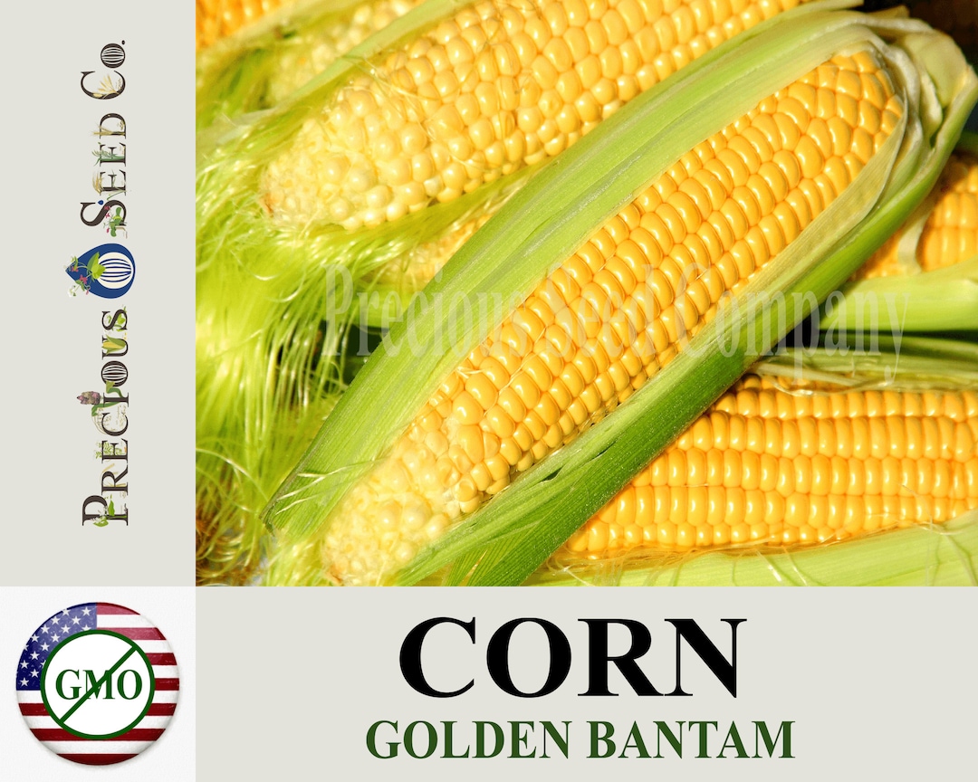 Heirloom Corn Seeds - Golden Bantam (OP, Non-gmo) - Etsy