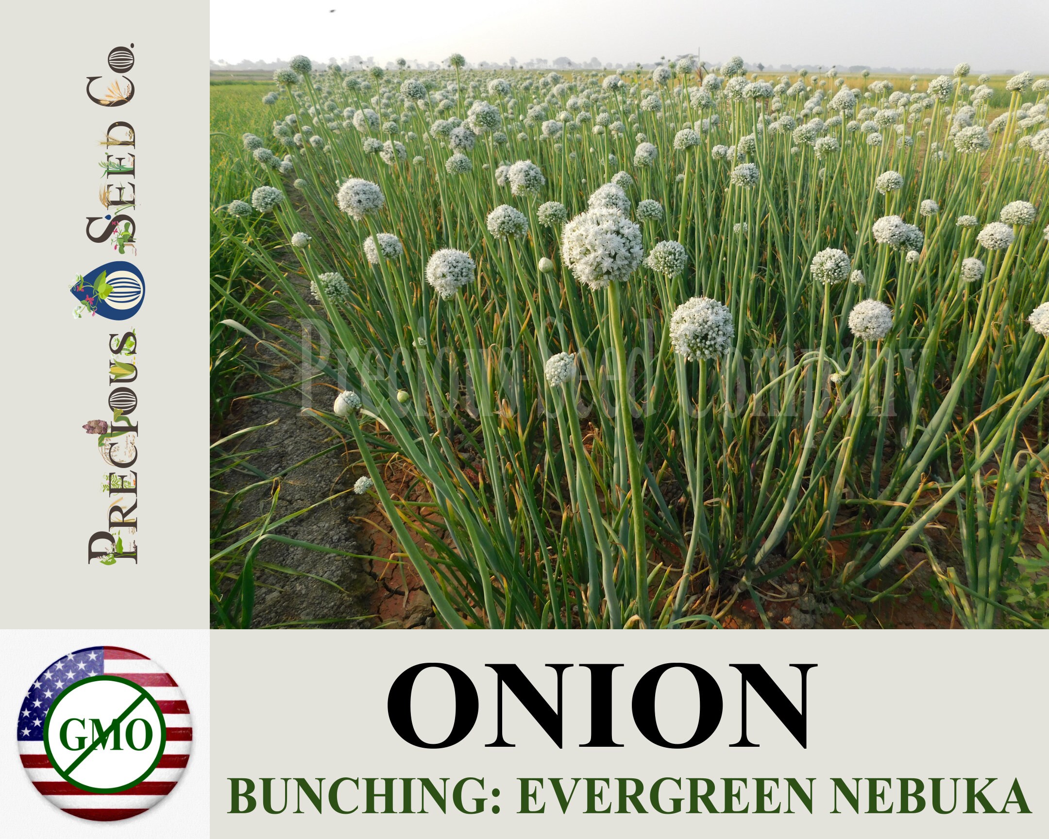 Heirloom Onion Seeds - Evergreen Nebuka (bunching) - Etsy
