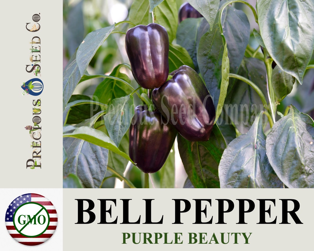 Heirloom Bell Pepper Seeds - Purple Beauty (non-gmo) - Etsy