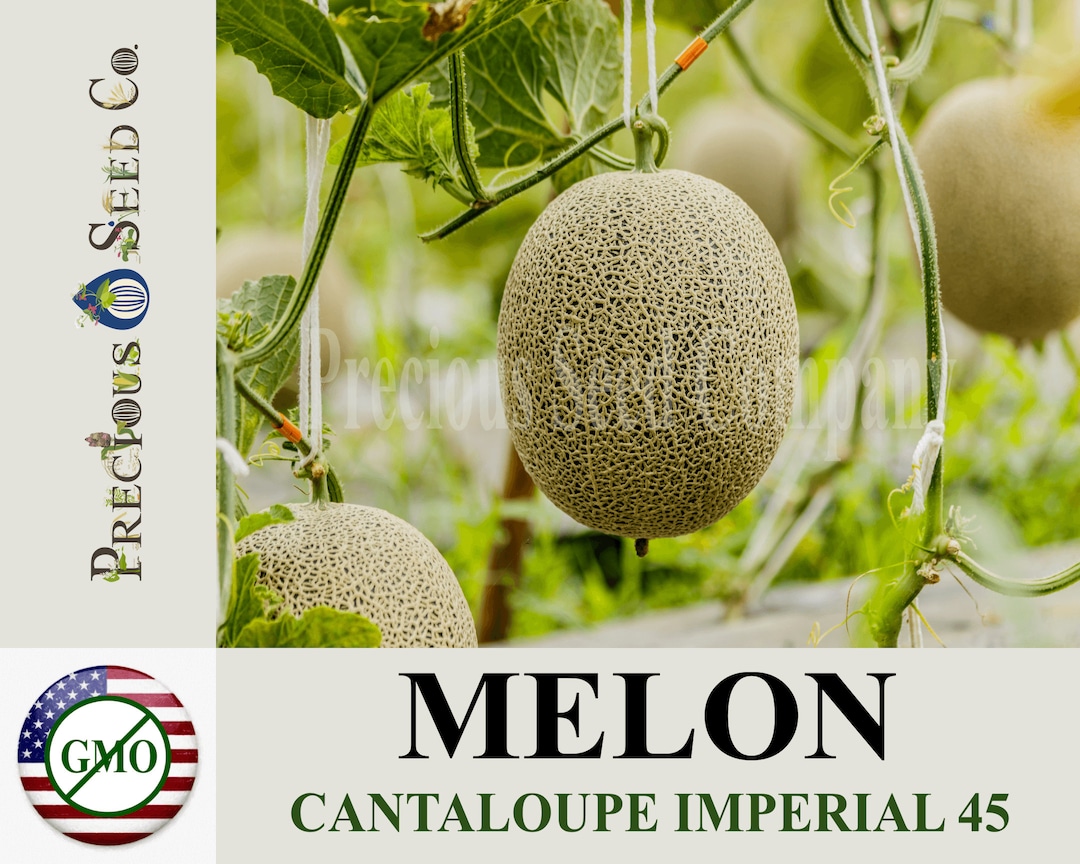 Heirloom Melon Seeds - Imperial 45 Cantaloupe (non-gmo) - Etsy