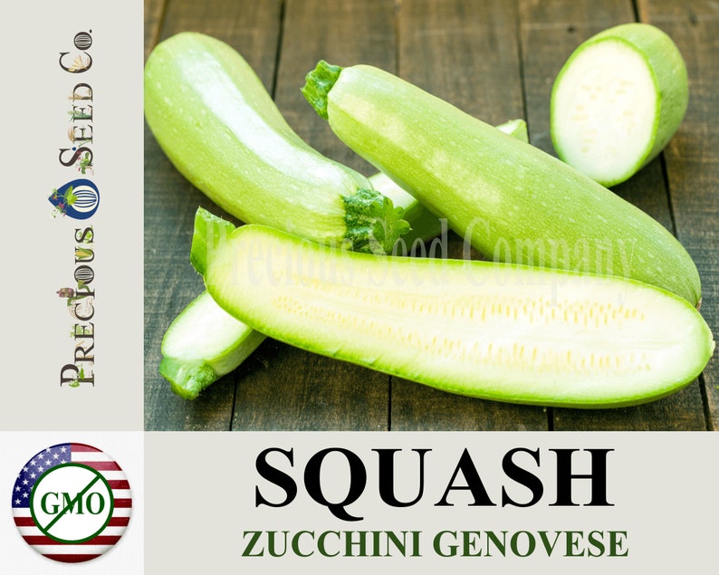 Heirloom Squash Seeds - Zucchini Genovese - Etsy