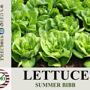 Heirloom Lettuce Seeds - Summer Bibb (non-gmo) - Etsy
