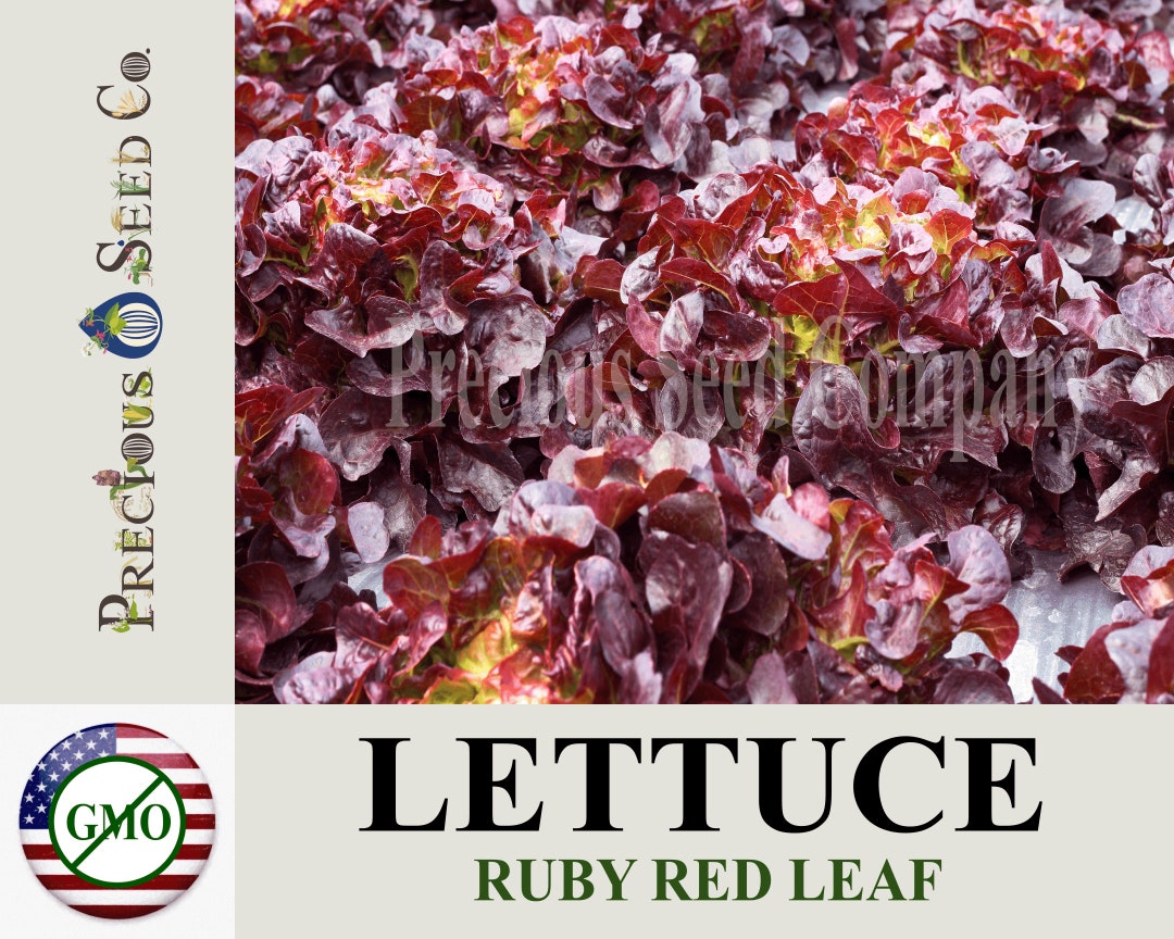 Heirloom Lettuce Seeds - Ruby Red Leaf (non-gmo) - Etsy
