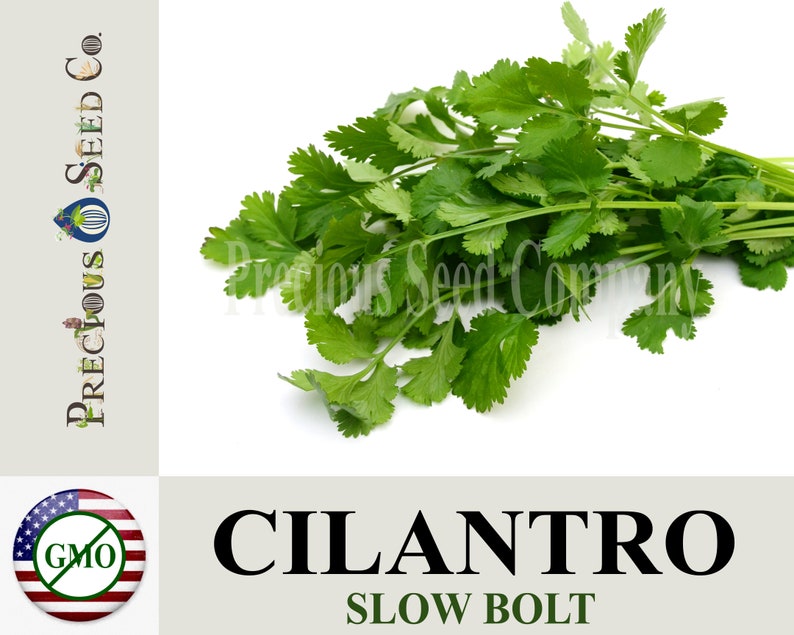 Heirloom Cilantro Seeds - Slow Bolt (non-gmo) - Etsy