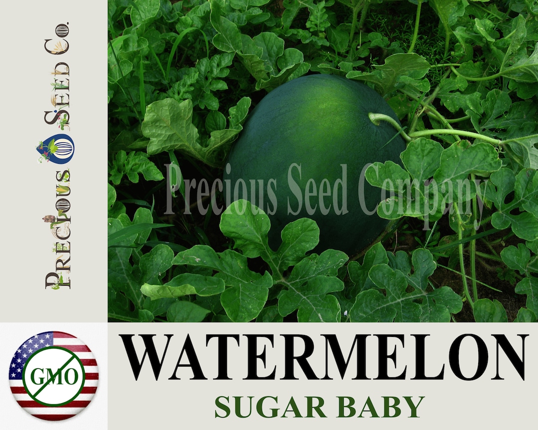 Heirloom Melon Seeds - Sugar Baby Watermelon (non-gmo) - Etsy