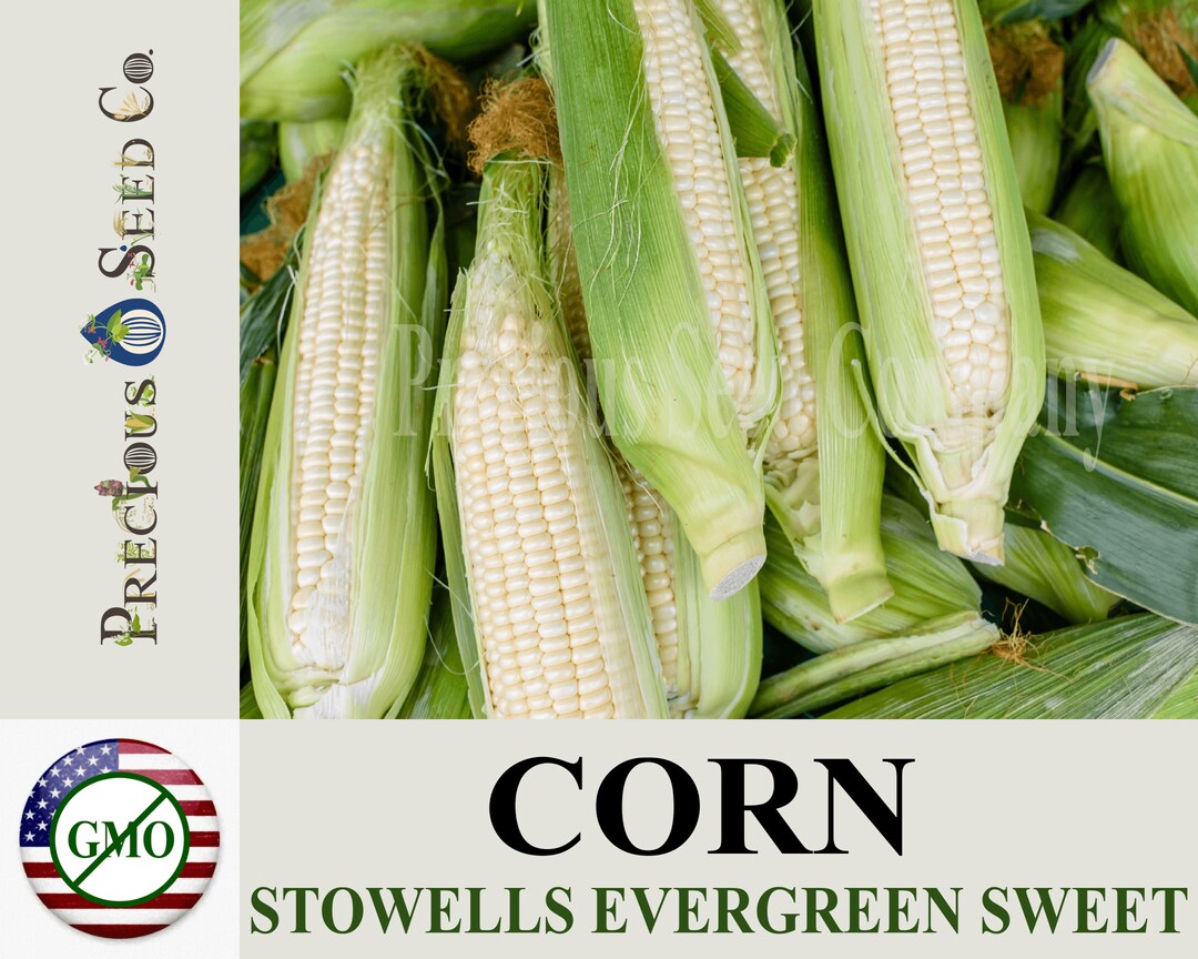 Heirloom Corn Seeds - Stowell's Evergreen Sweet (OP, Non-gmo) - Etsy