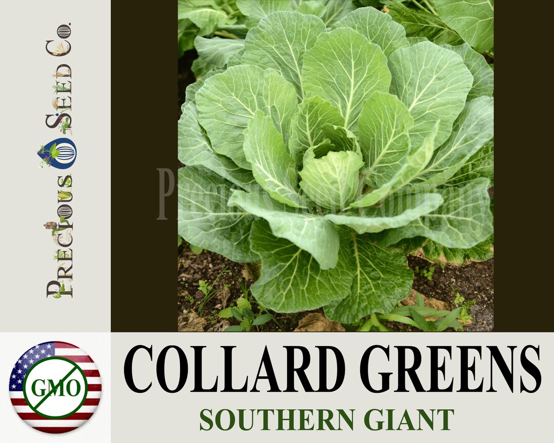 Heirloom Collard Green Seeds - Southern Giant (non-gmo) - Etsy