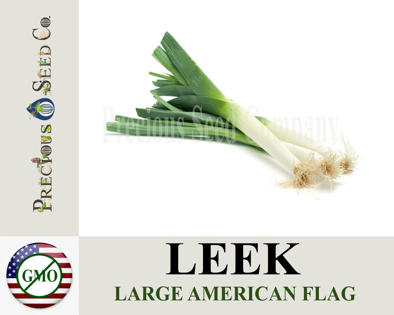 Heirloom Leek Seeds - Large American Flag (non-gmo) - Etsy
