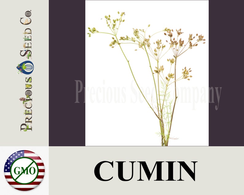 Heirloom Cumin Seeds - Common (non-gmo) - Etsy