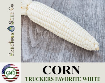35 Tall Giant Goliath White Corn Seeds-1206 - Etsy