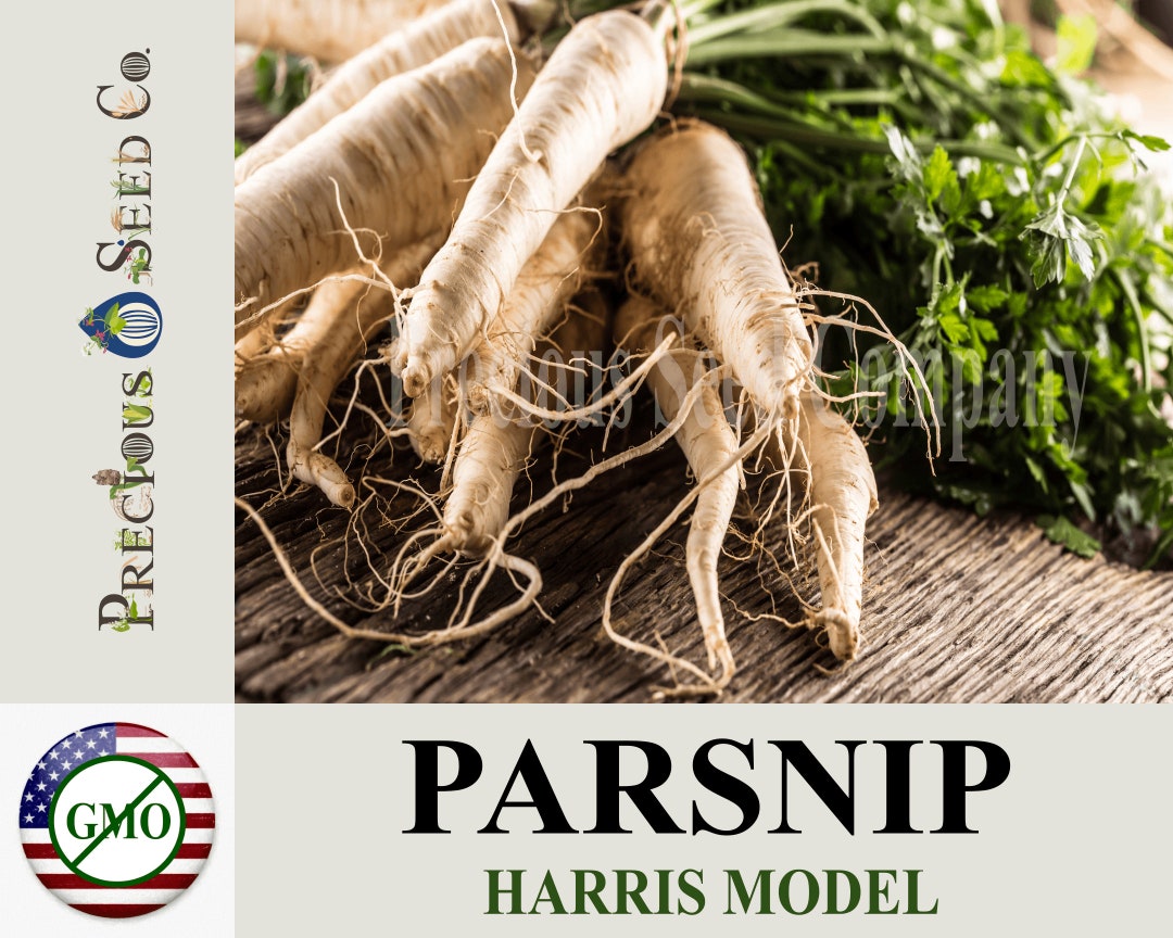 Heirloom Parsnip Seeds - Harris Model - Etsy