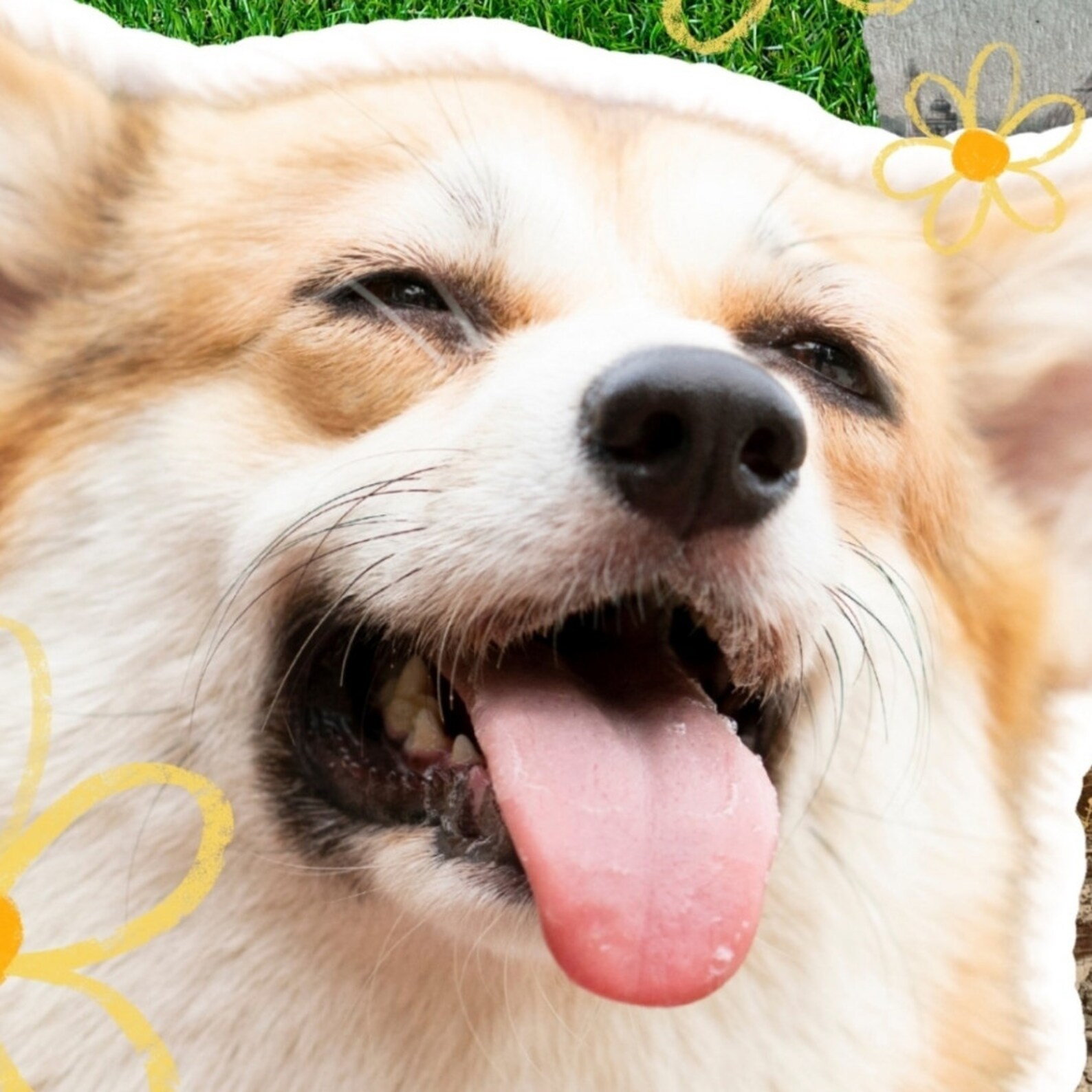 Corgi Collage Poster, High Quality Digital Print Home Decor, Pet ...