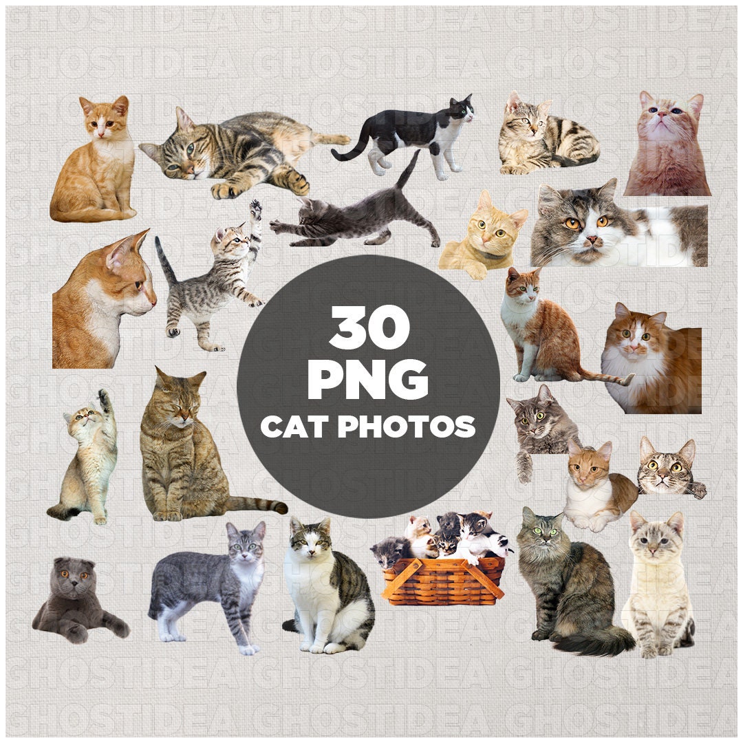Cats PNG Bundle - Cats Png Pack - Cats Png - Animal Png - Pet Png - Etsy