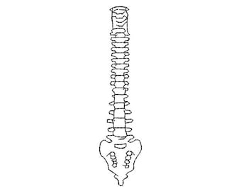 Human Spine Thoracic Vertebrae Anatomical PDF Embroidery - Etsy