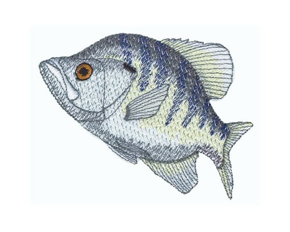 White Crappie Machine Embroidery Design - Etsy