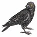 American Crow - Machine Embroidery Design - Etsy