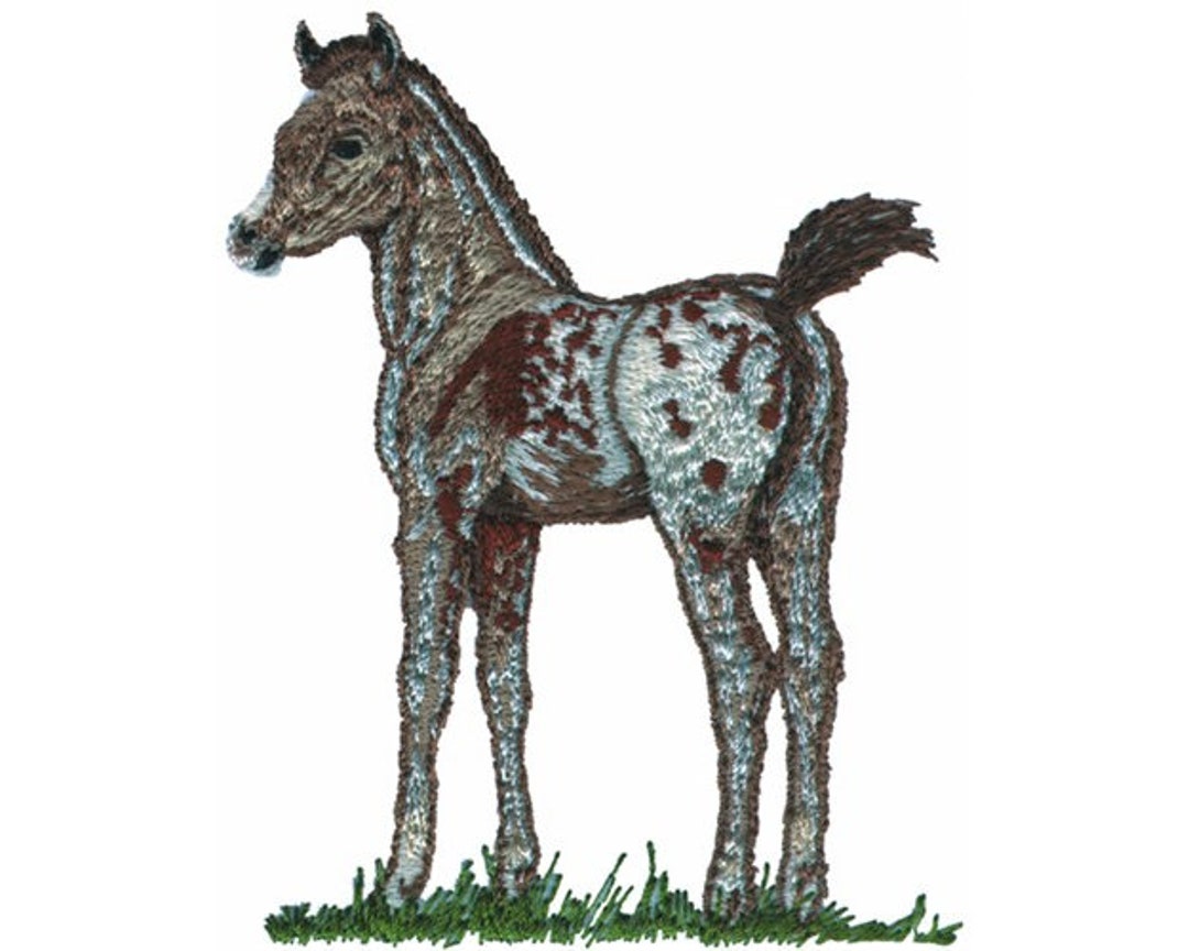 Appaloosa Foal - Machine Embroidery Design - Etsy