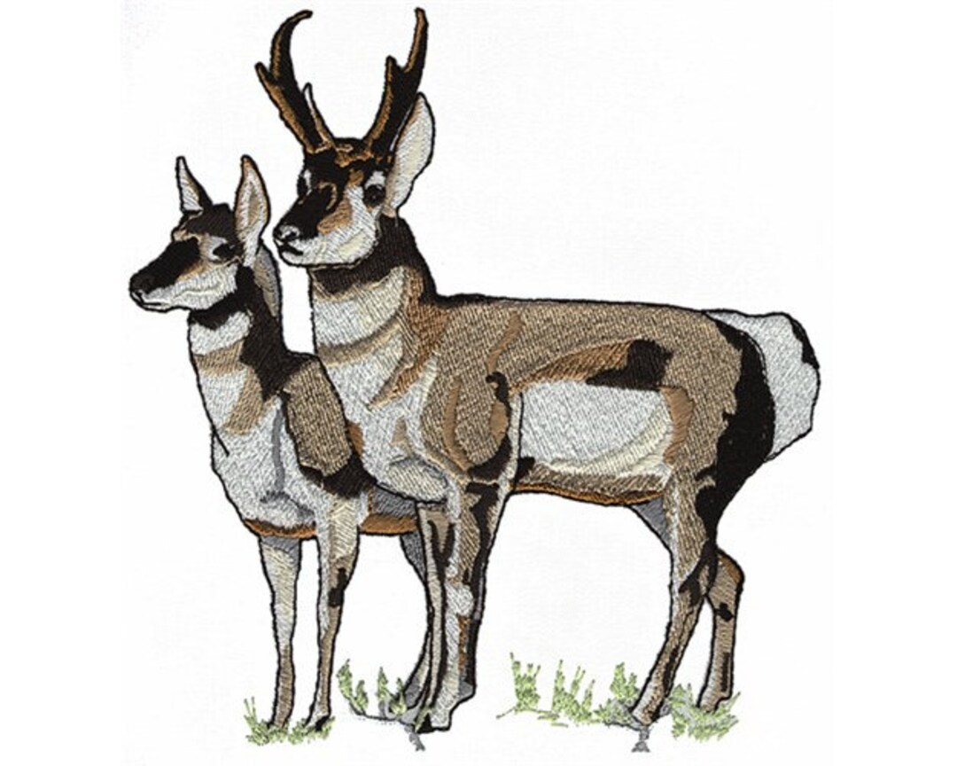 Pronghorn Antelope - Machine Embroidery Design - Etsy