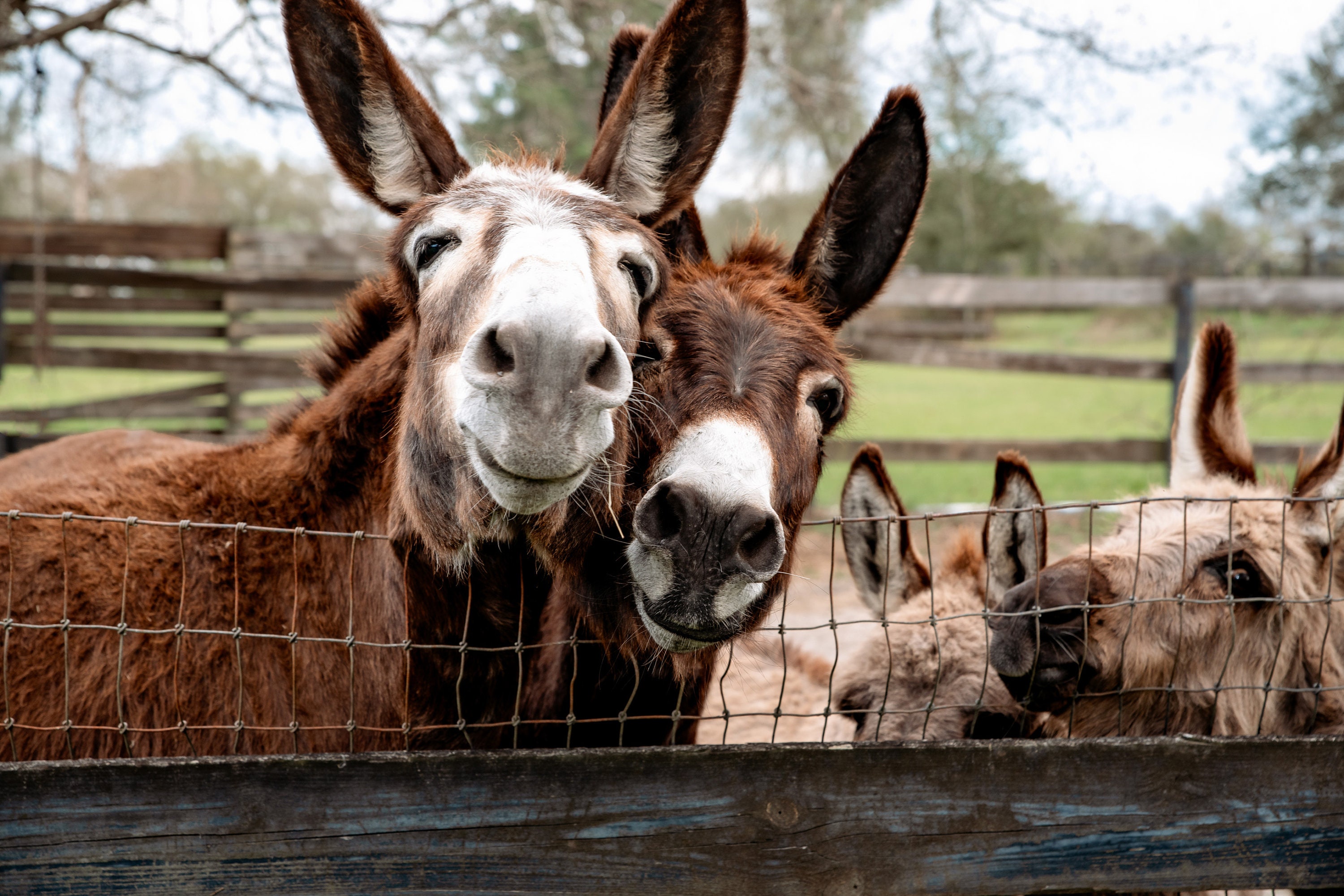 Donkeys Printable, Farmhouse Photo, Modern Farm Decor, Donkeys ...