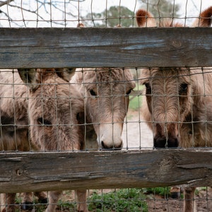 Donkeys Printable, Farmhouse Photo, Modern Farm Decor, Donkeys Photography, Rustic Country Print ...