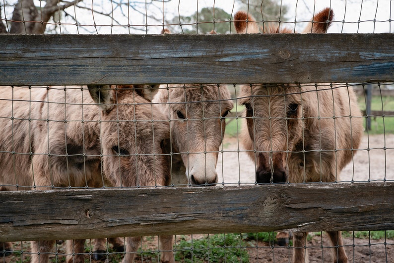 Donkeys Printable, Farmhouse Photo, Modern Farm Decor, Donkeys Photography, Rustic Country Print ...
