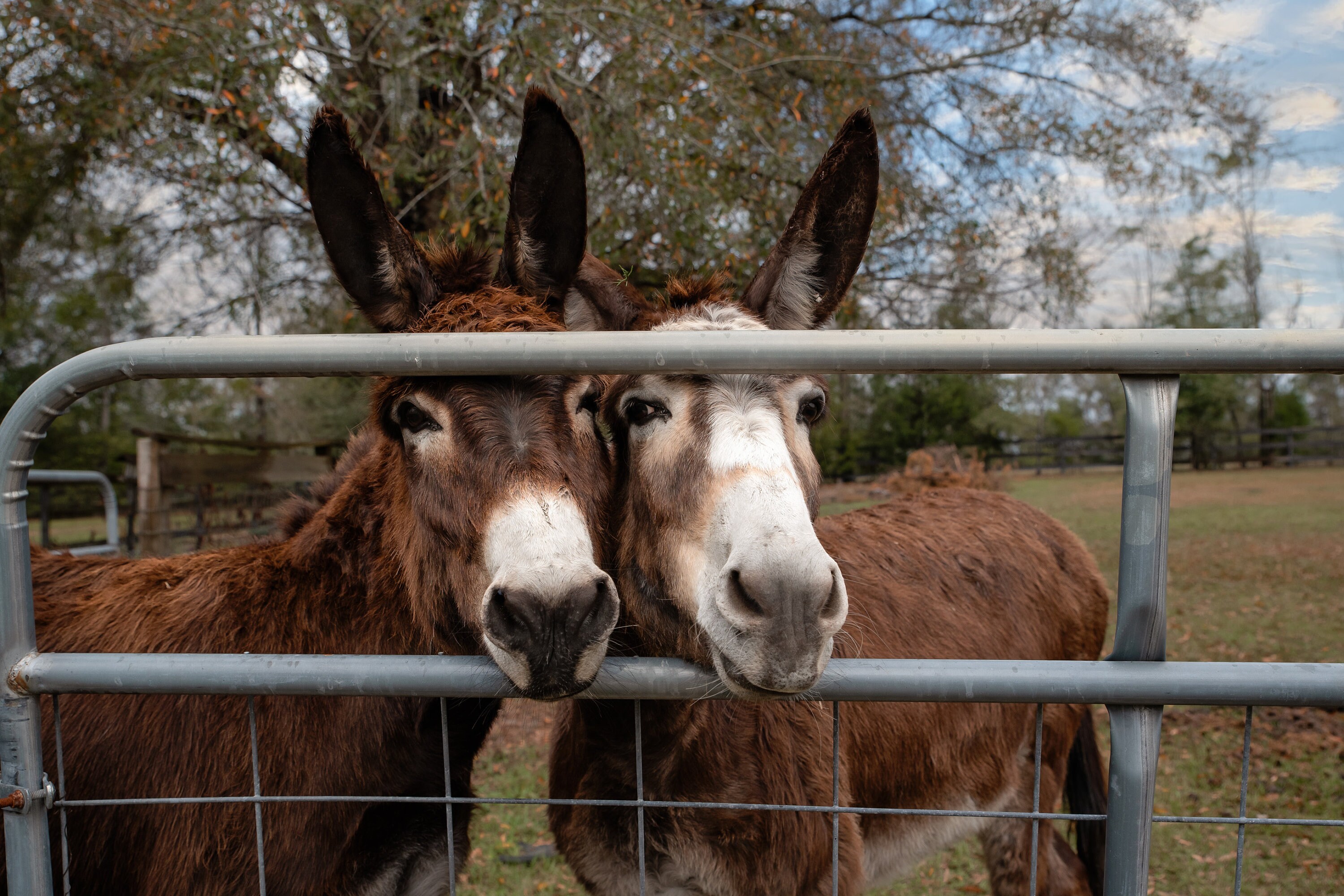 Donkeys Printable, Farmhouse Photo, Modern Farm Decor, Donkeys Photography, Rustic Country Print ...