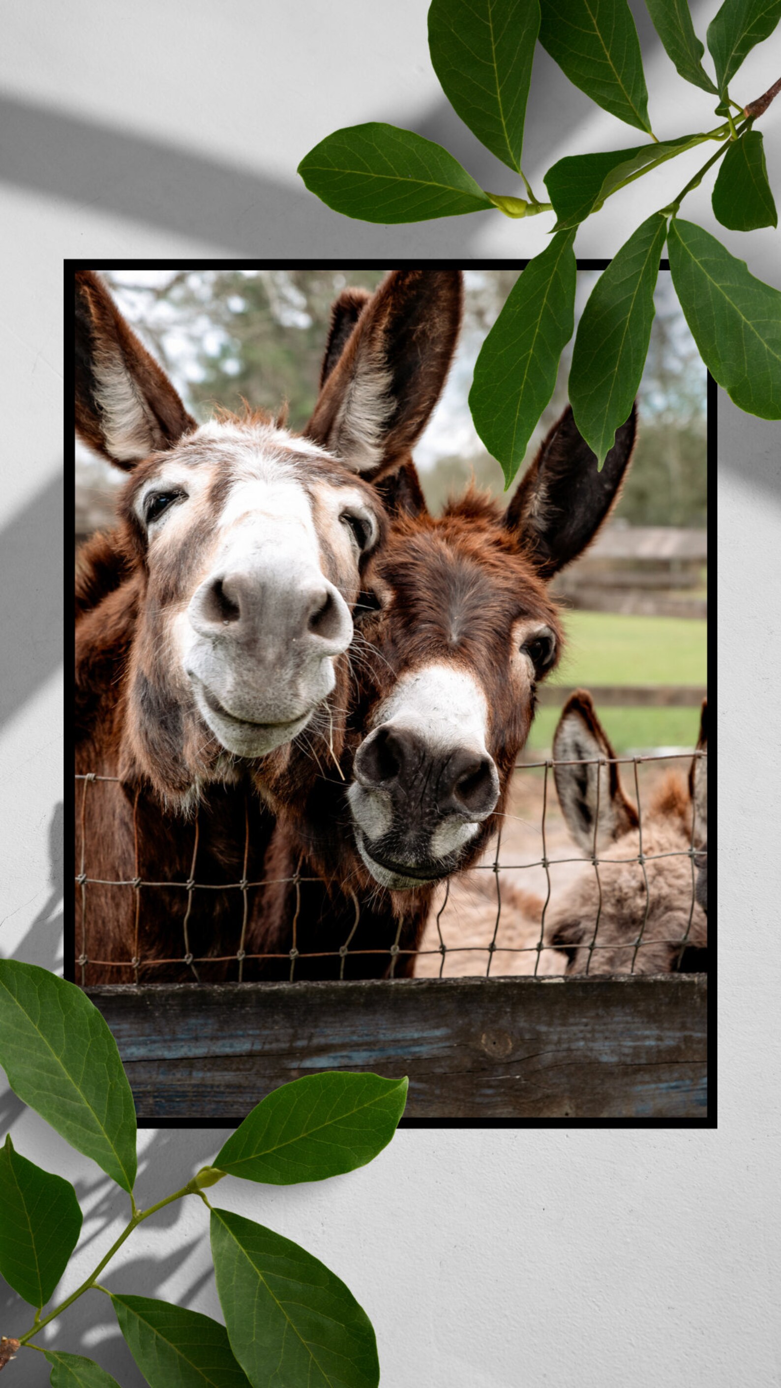 Donkeys Printable, Farmhouse Photo, Modern Farm Decor, Donkeys Photography, Rustic Country Print ...