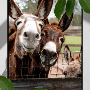 Donkeys Printable, Farmhouse Photo, Modern Farm Decor, Donkeys Photography, Rustic Country Print ...