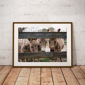 Donkeys Printable, Farmhouse Photo, Modern Farm Decor, Donkeys Photography, Rustic Country Print ...