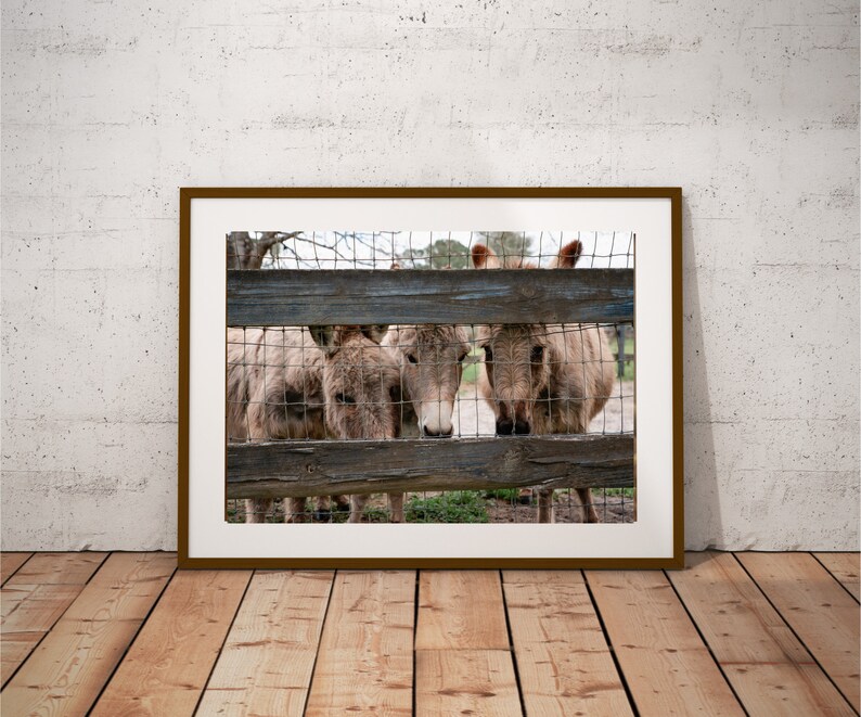 Donkeys Printable, Farmhouse Photo, Modern Farm Decor, Donkeys ...