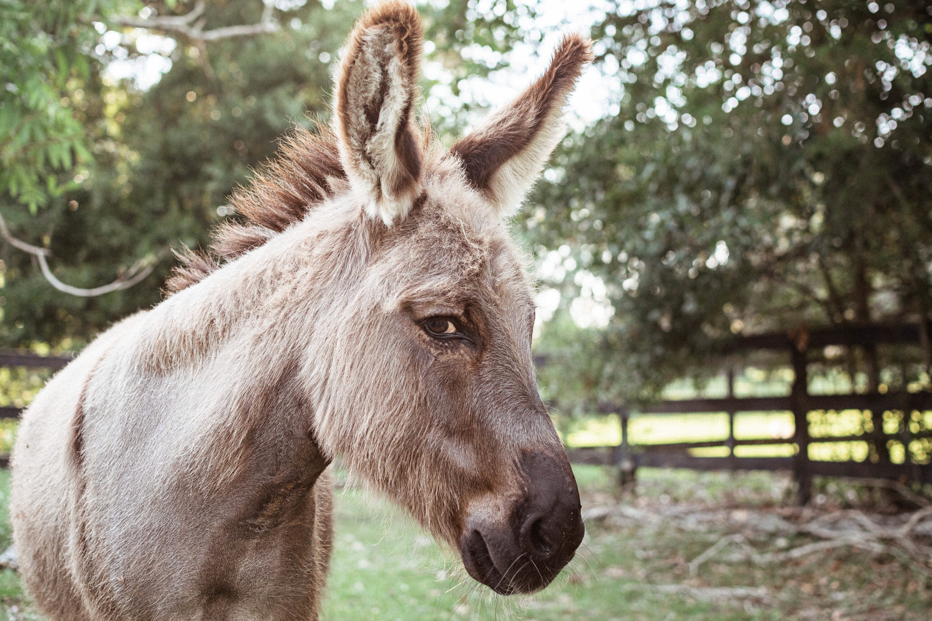 Donkey Printable, Farmhouse Photo, Modern Farm Decor, Donkey Photography, Rustic Country Print ...