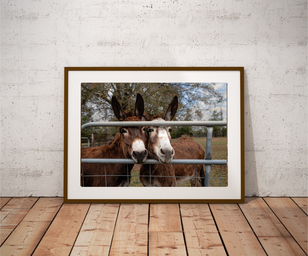 Donkeys Printable, Farmhouse Photo, Modern Farm Decor, Donkeys ...