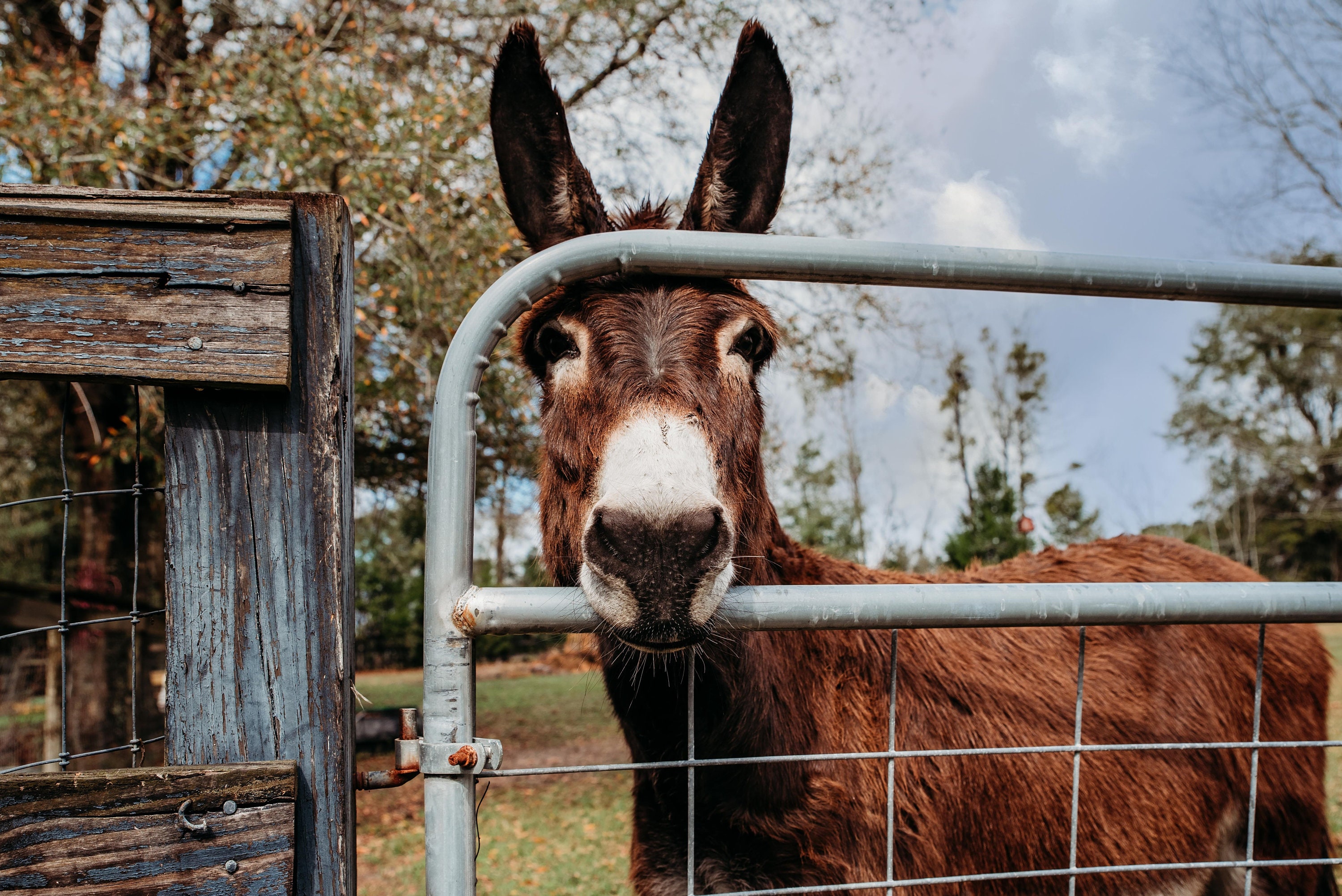 Donkey Printable, Farmhouse Photo, Modern Farm Decor, Donkey ...