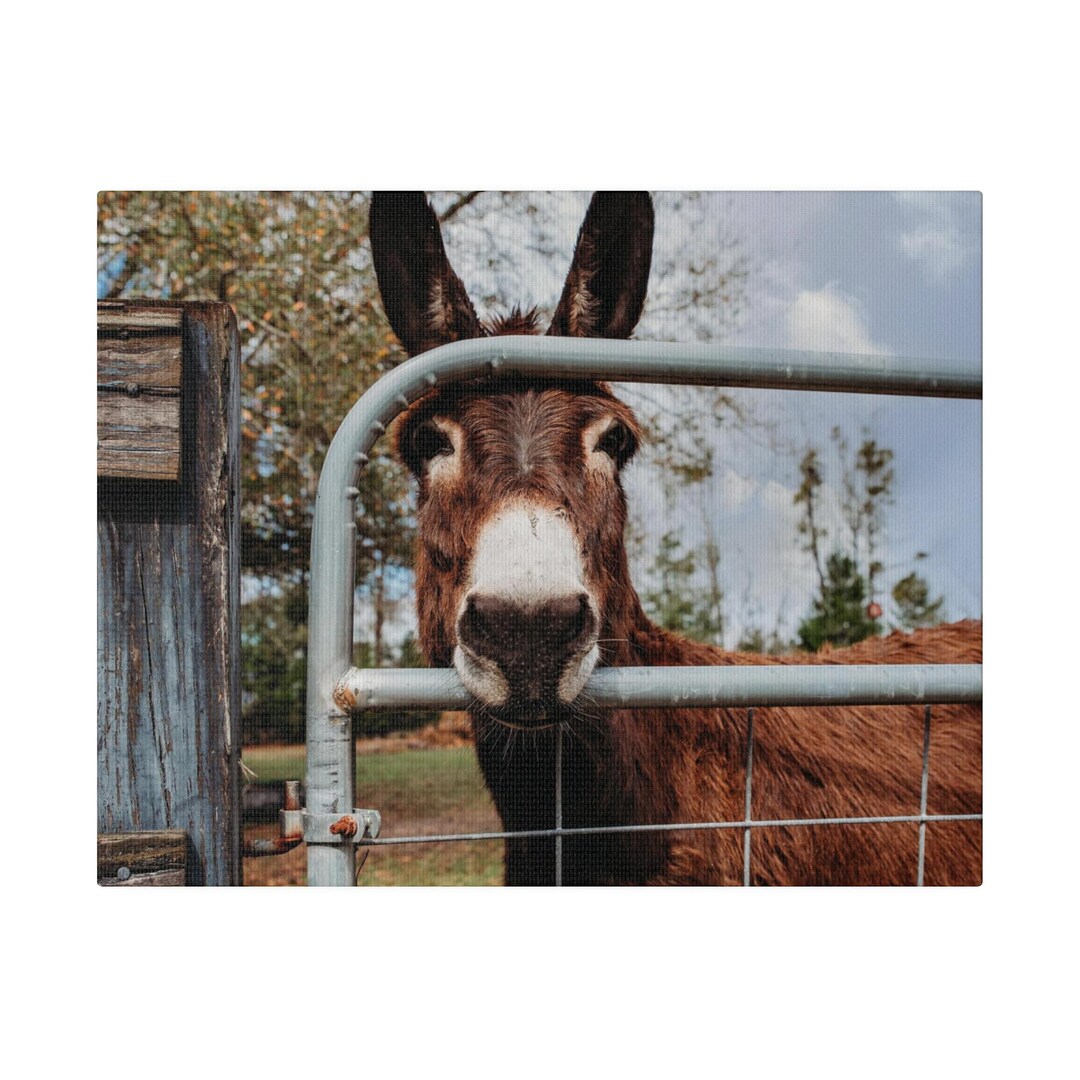 Donkey, Farmhouse Photo, Modern Farm Decor, Donkey Photography, Rustic Country Print, Farm ...