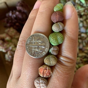 Imported Living Stone Lithops Succulent Plant - Etsy