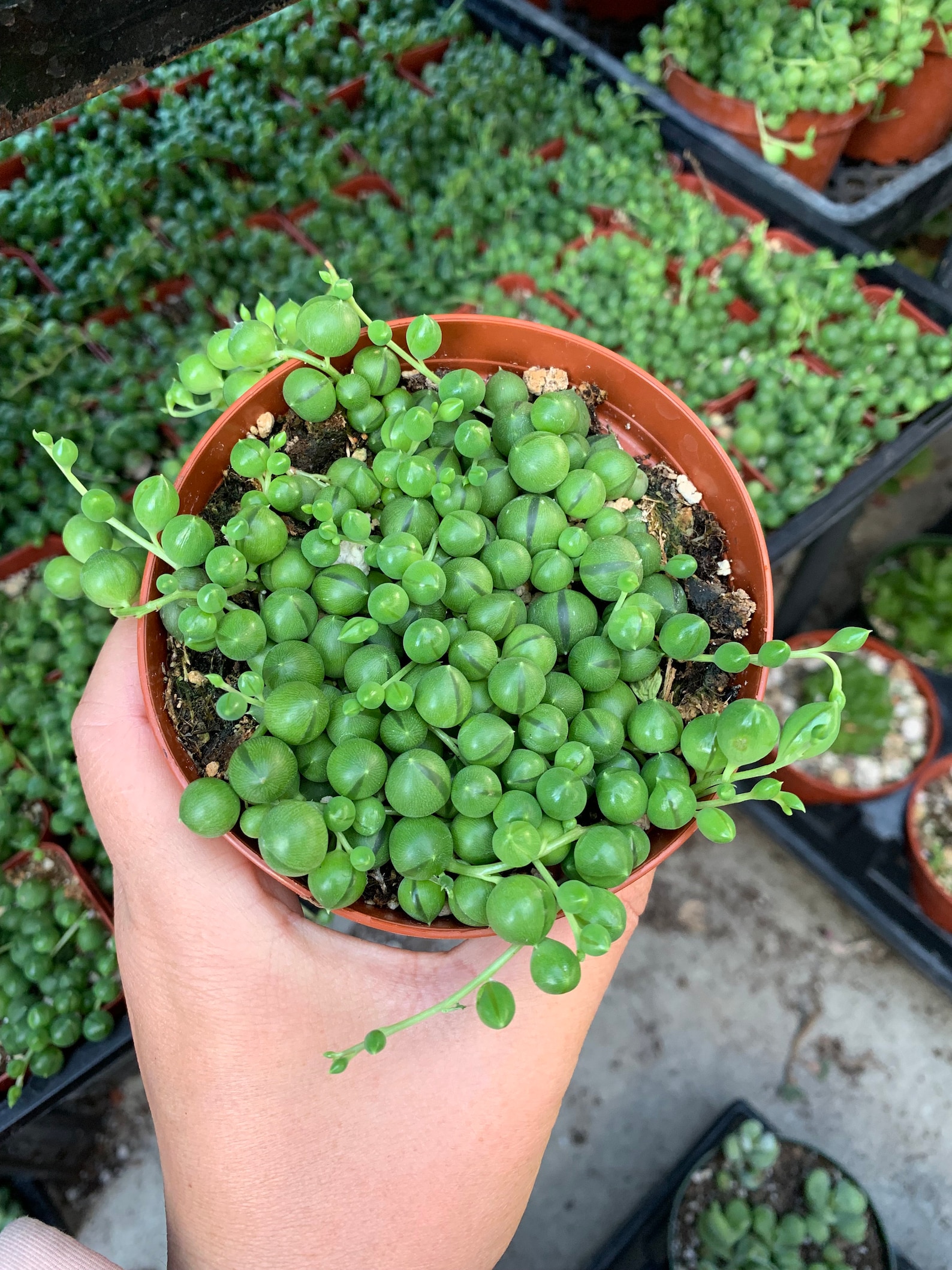 String of Pearls Succulent Plants - Etsy