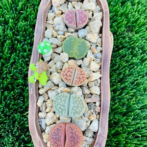 Imported Living Stone Lithops Succulent Plant - Etsy