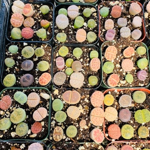 Imported Living Stone Lithops Succulent Plant - Etsy