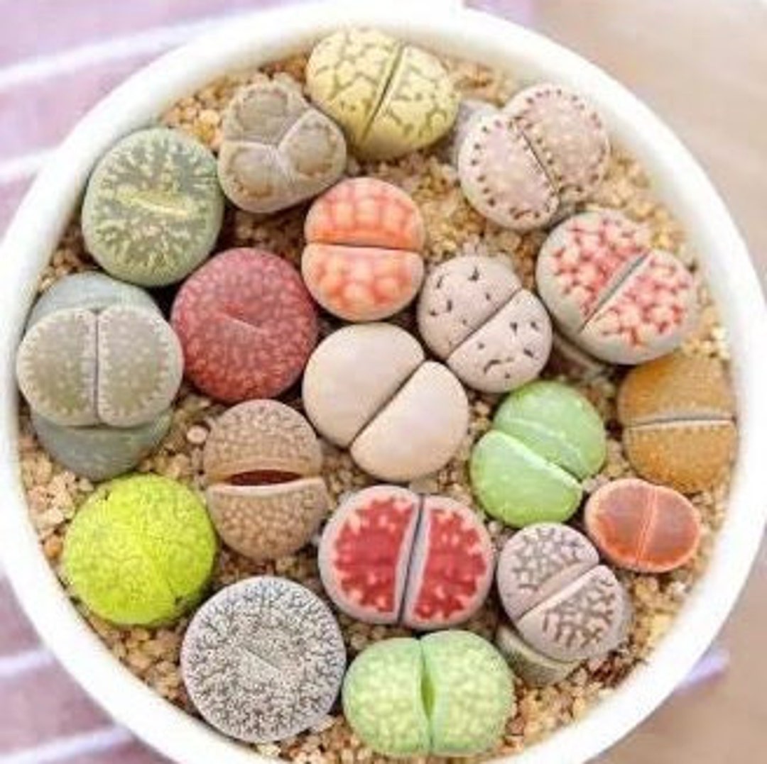 Imported Living Stone Lithops Succulent Plant - Etsy