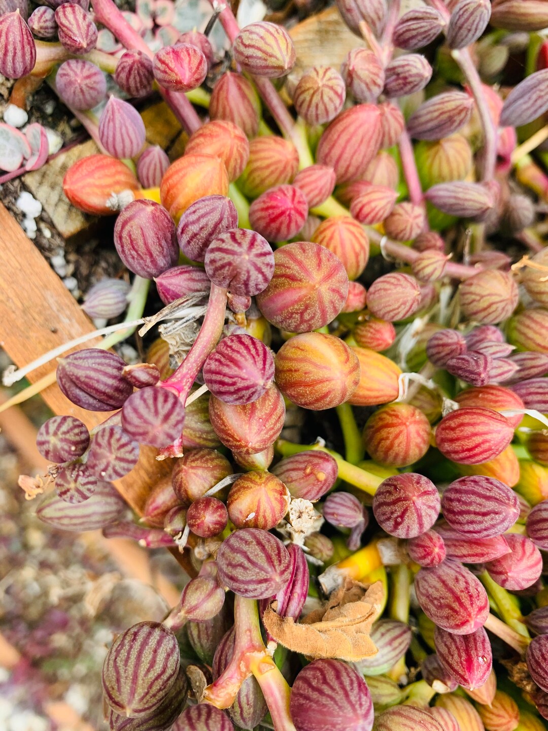 String of Watermelon 2 Inch Pot Succulent Plant( Our Plants Are Green ...