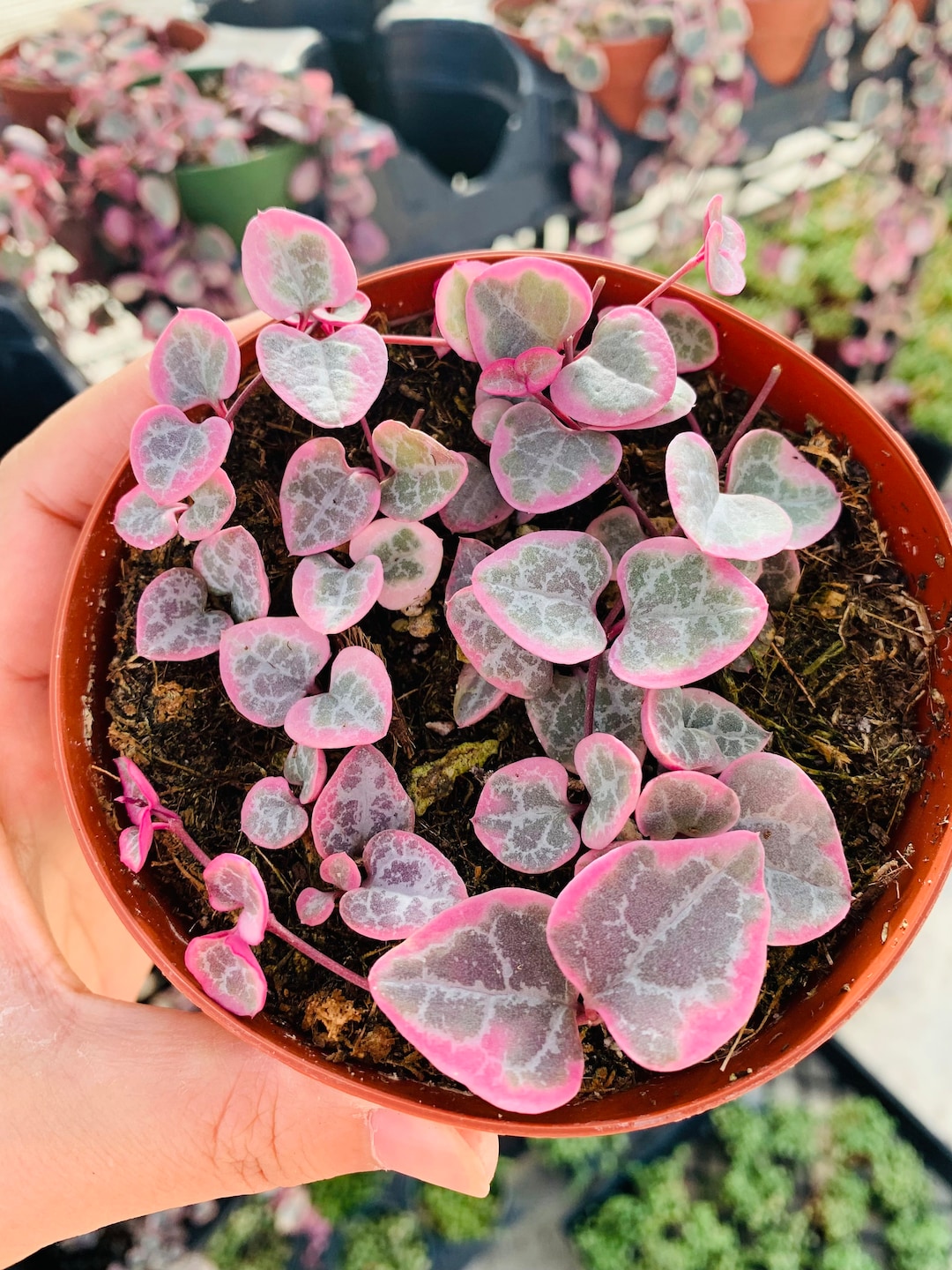Variegated String of Heart Succulent Plants - Etsy