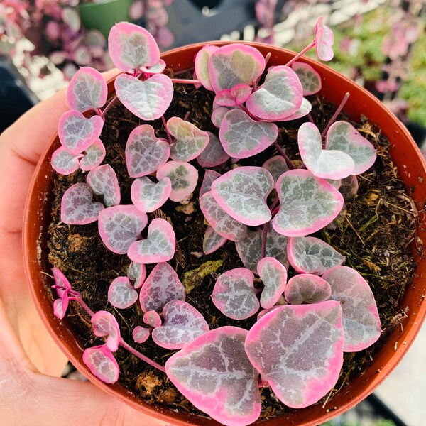 Variegated String of Hearts - Etsy