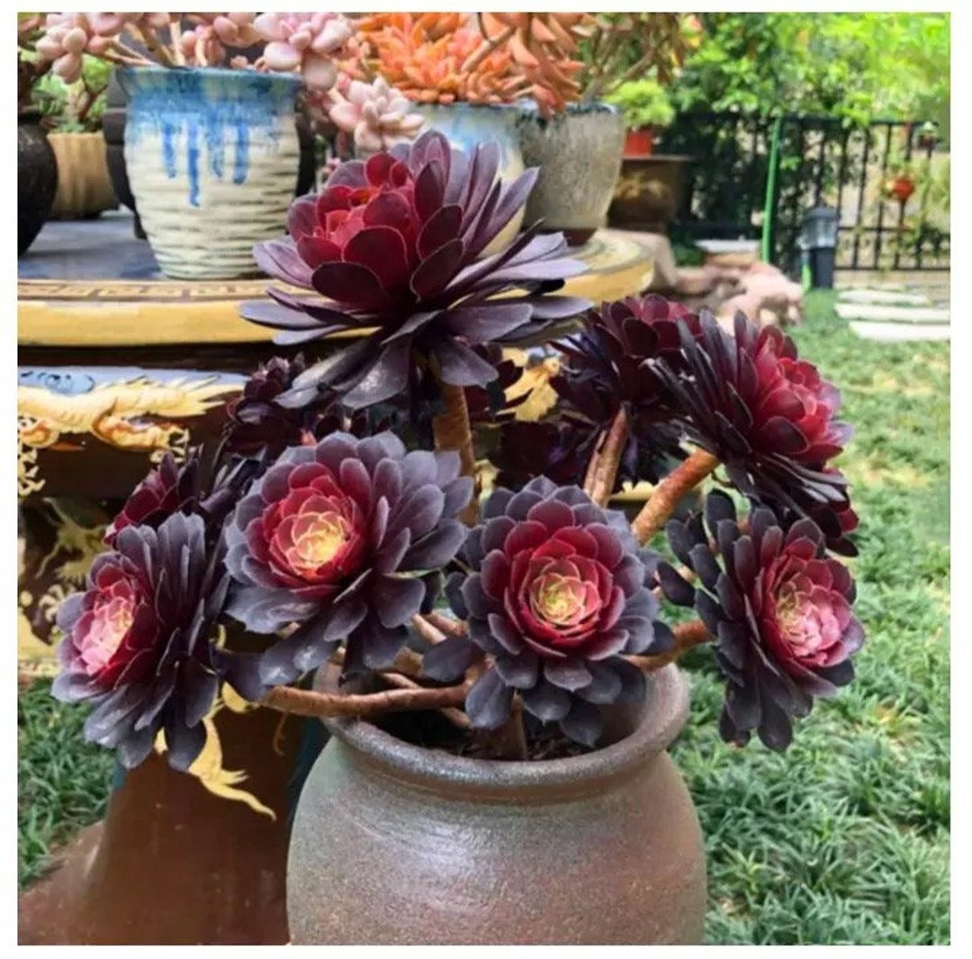 Aeonium Black Rose Succulent Plant - Etsy