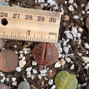 Imported Living Stone Lithops Succulent Plant - Etsy