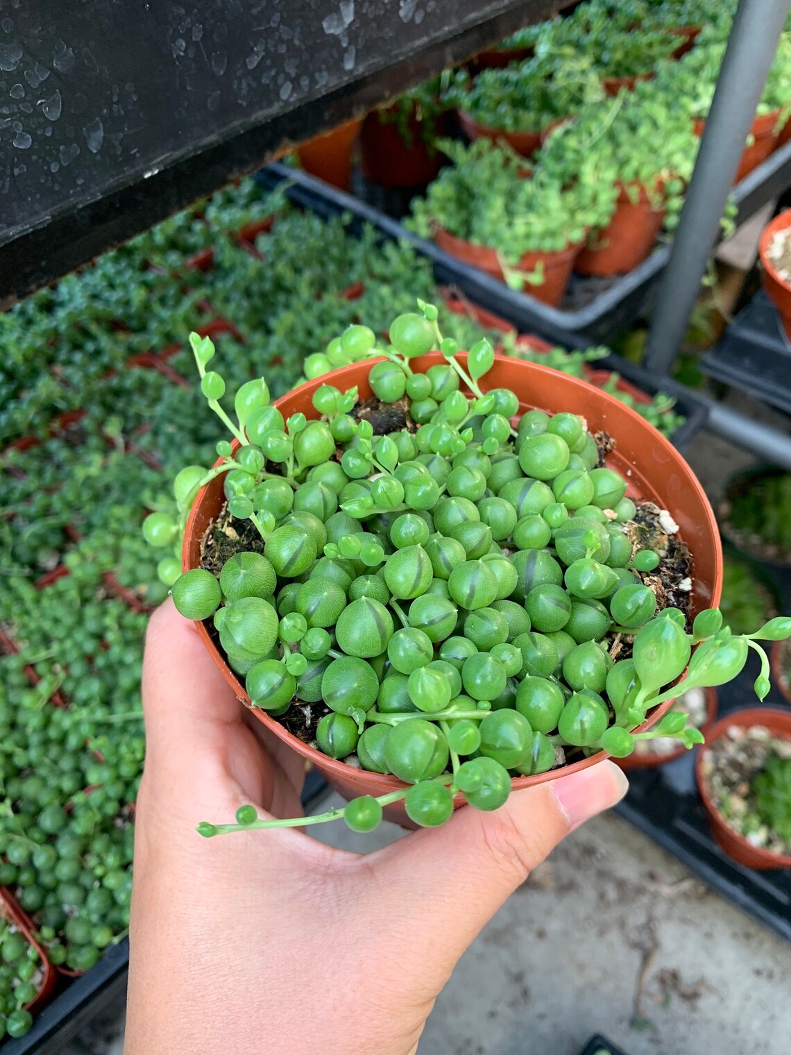 String of Pearls Succulent Plants - Etsy