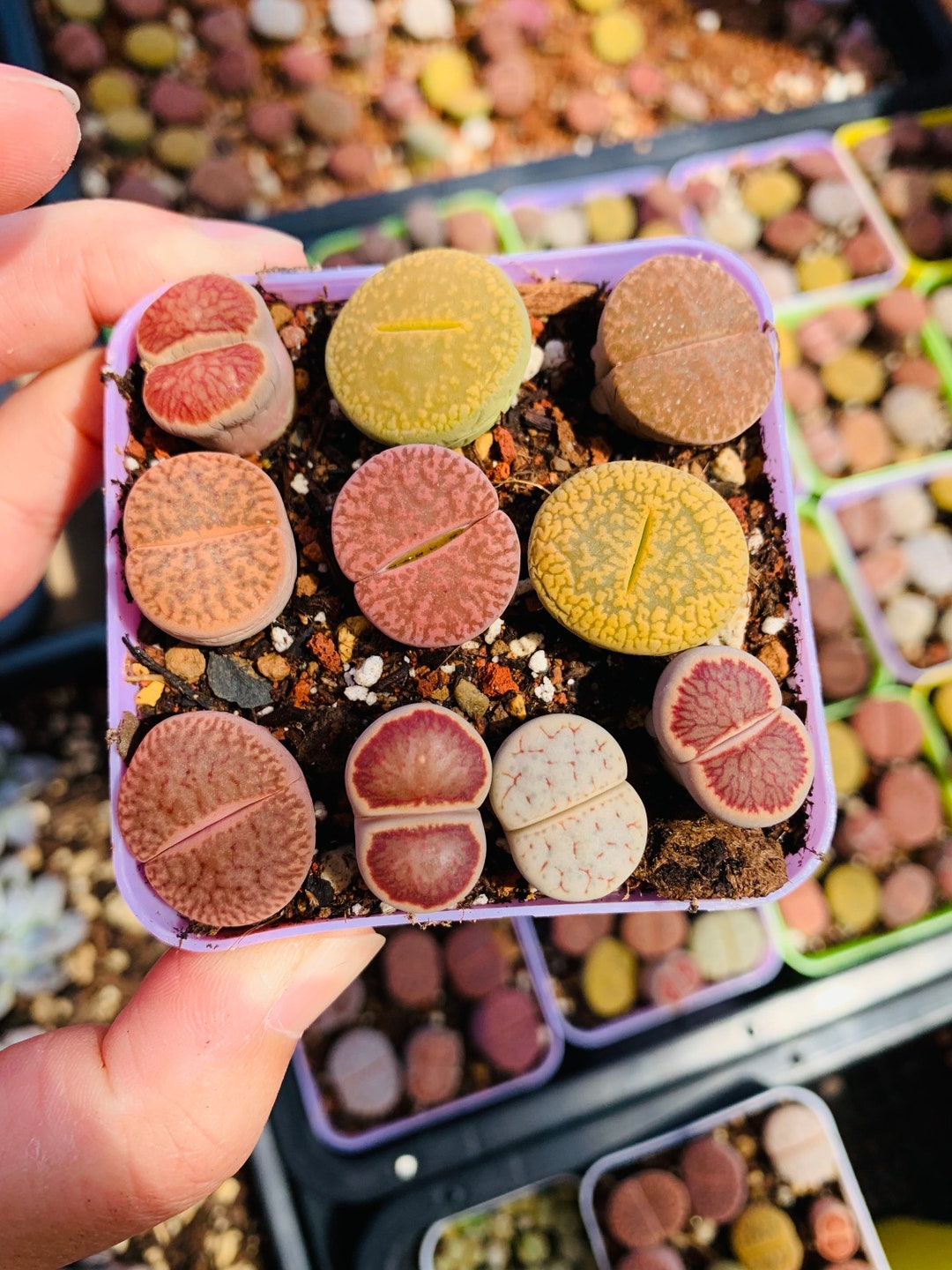 10 Pcs Lithops - Living Stone Succulent Plants - Etsy